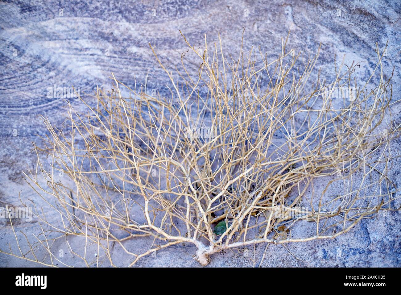 Dried tree grows from the stone Colour Canyon. Nuweiba. Egypt Stock ...