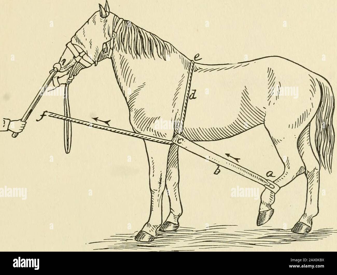 Hobble knot hi-res stock photography and images - Alamy