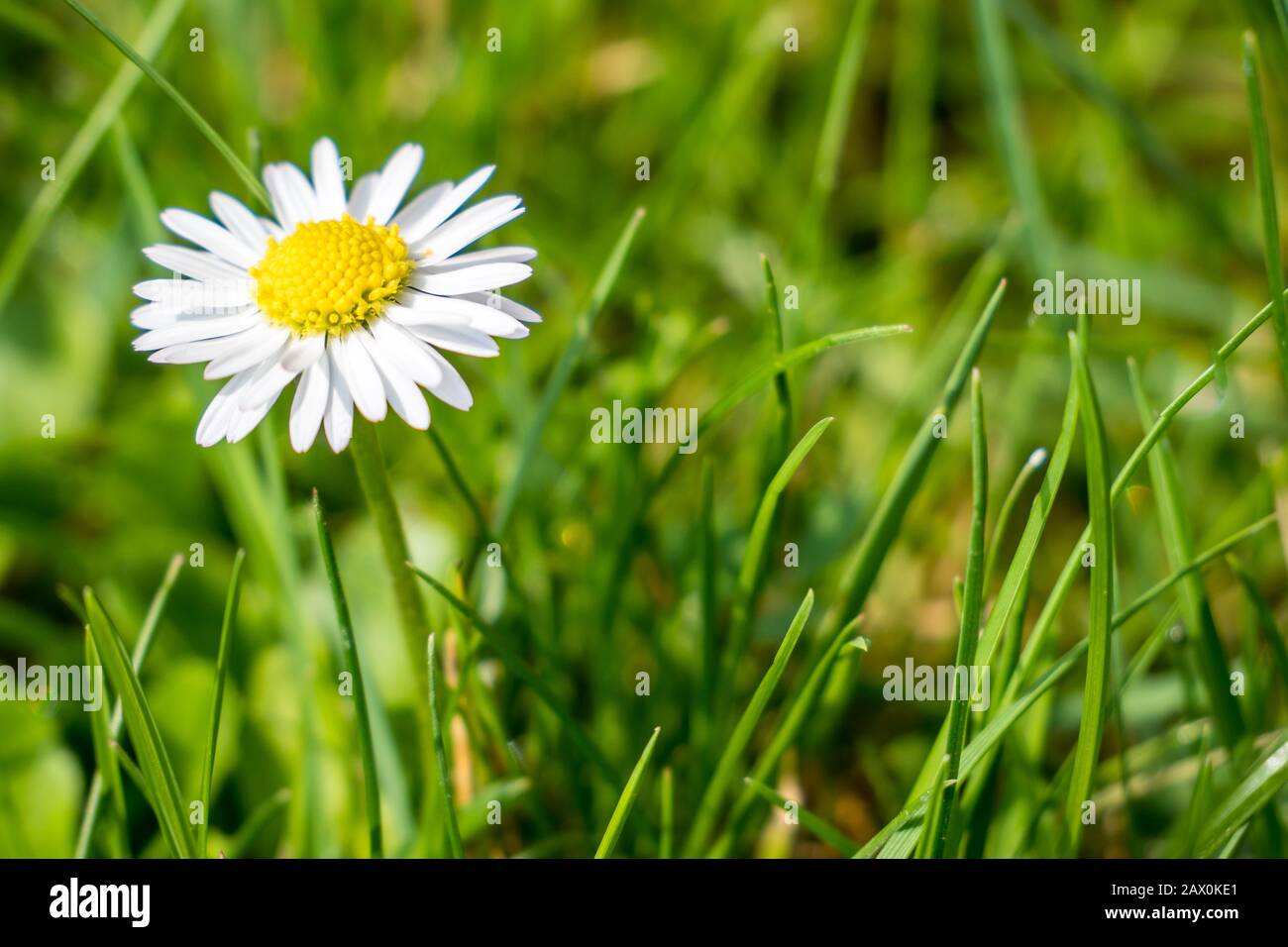 Daisy march hi-res stock photography and images - Alamy