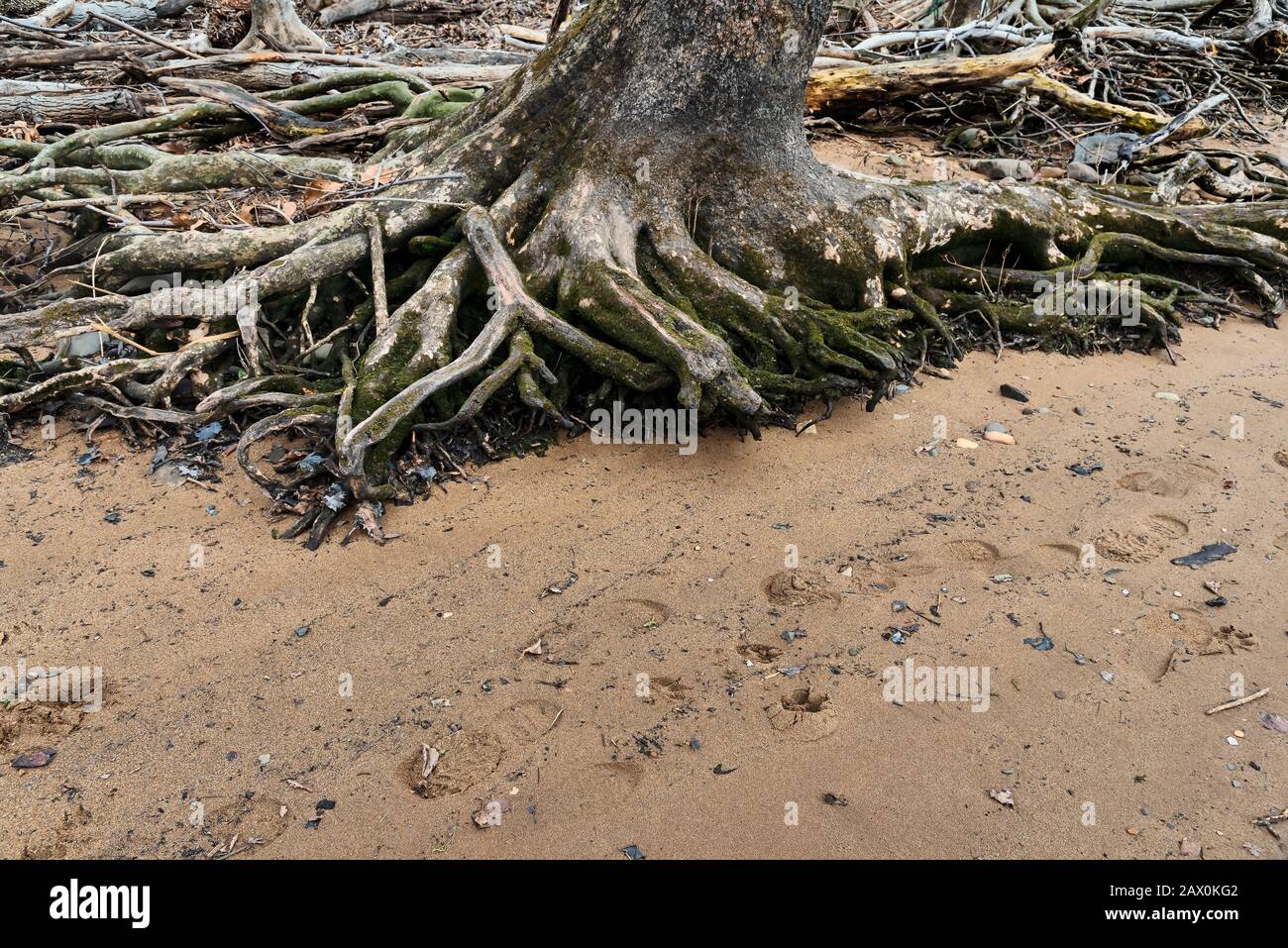 Roots of an old tree Stock Photo - Alamy
