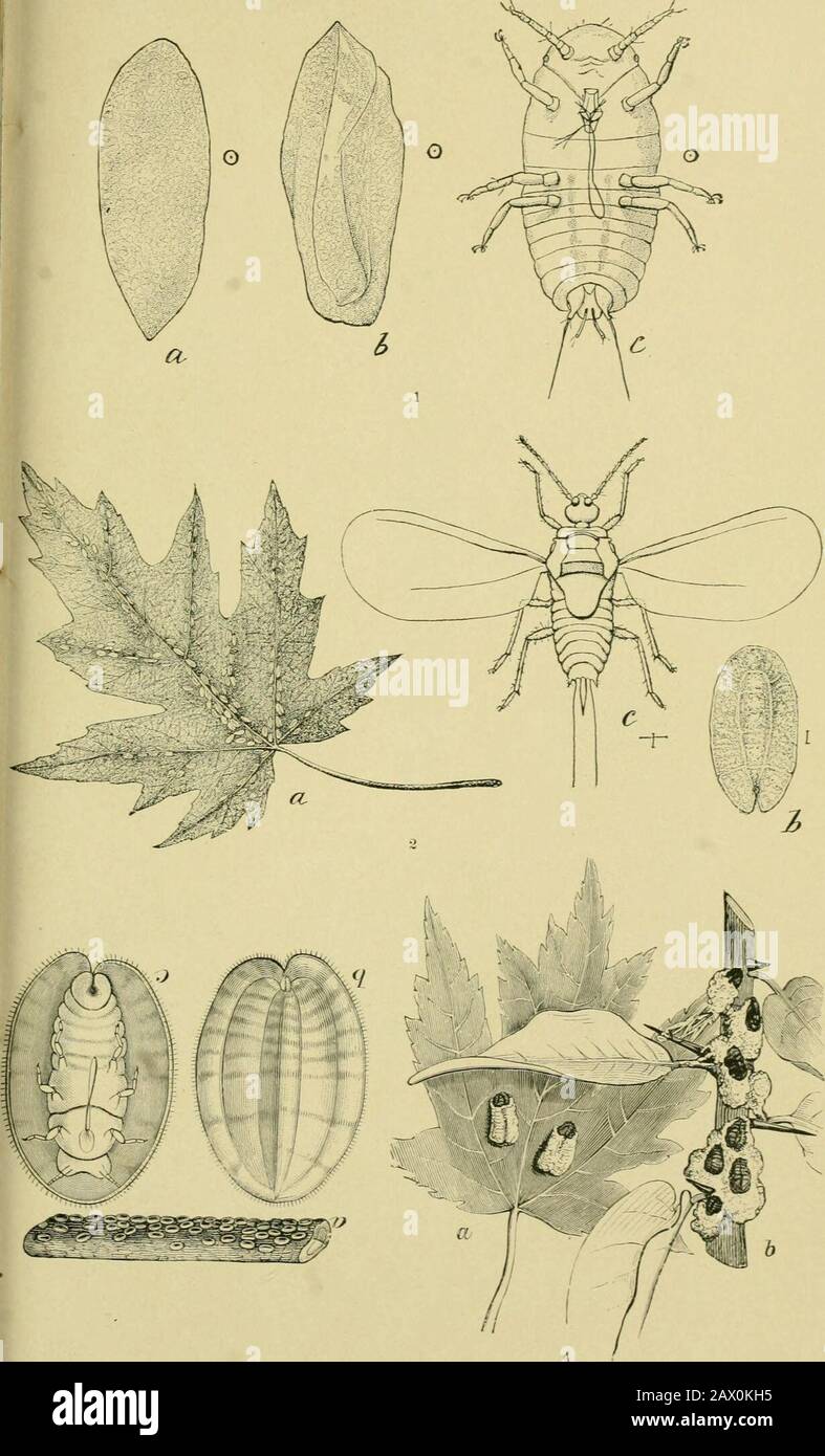 Fifth report of the United States Entomological Commission, being a ...