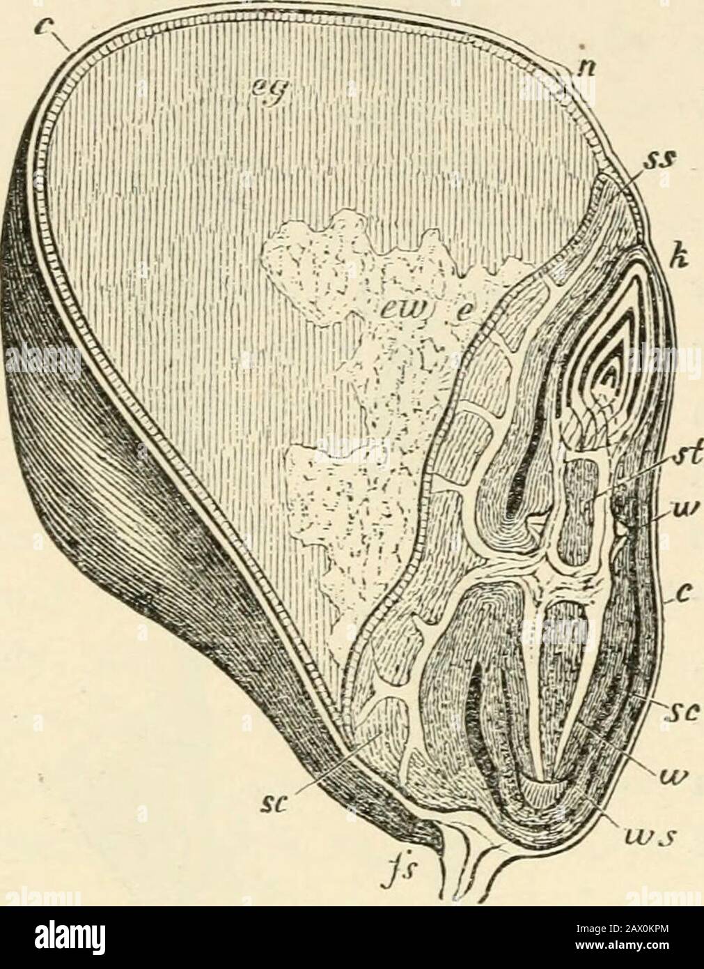 Basal roots hi-res stock photography and images - Alamy