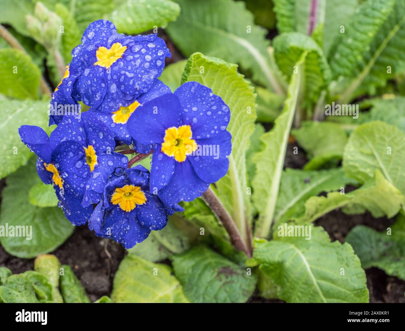Blue primrose with raindrops Stock Photo - Alamy