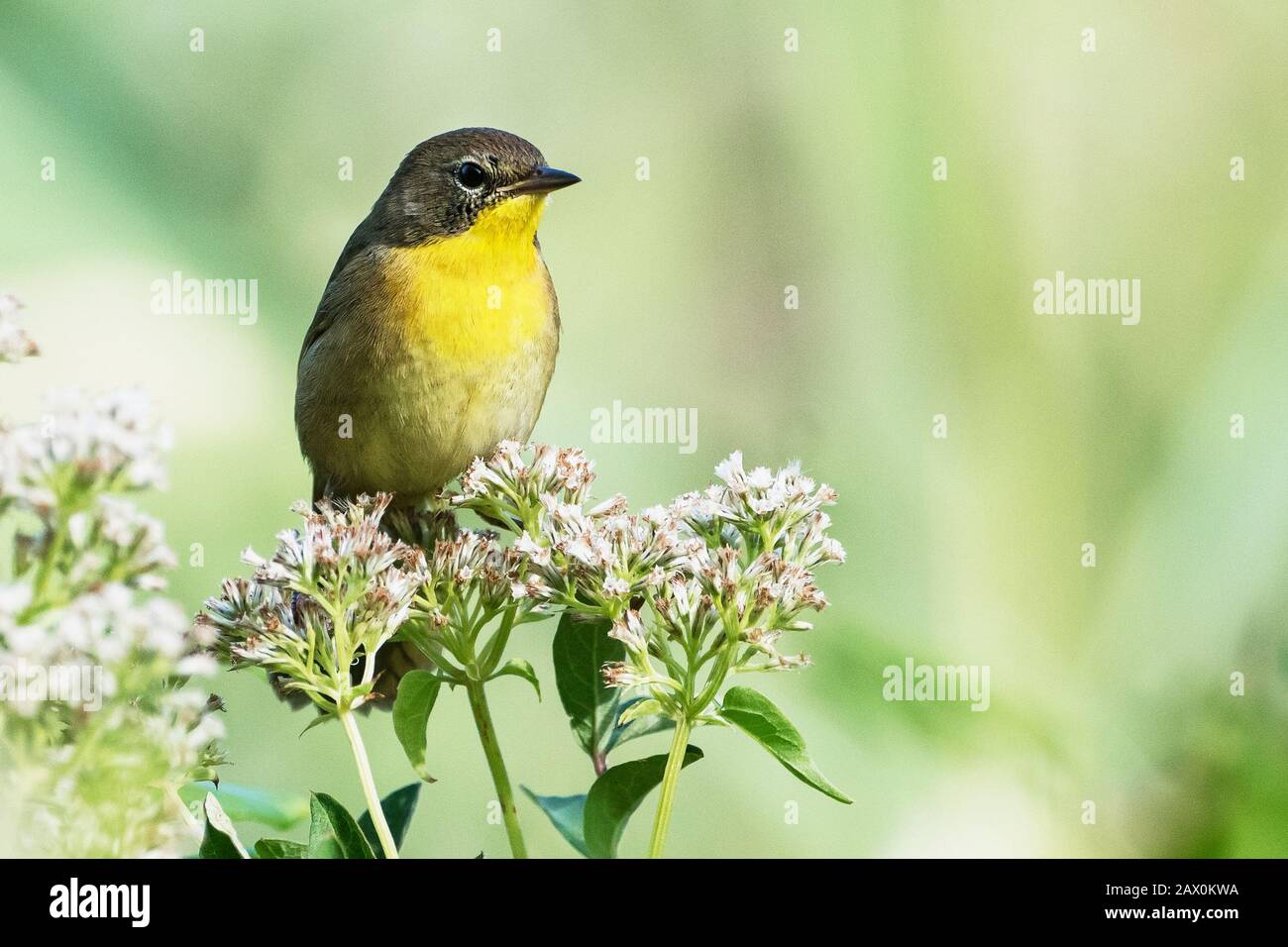 Female common yellowthroat warbler Stock Photo - Alamy