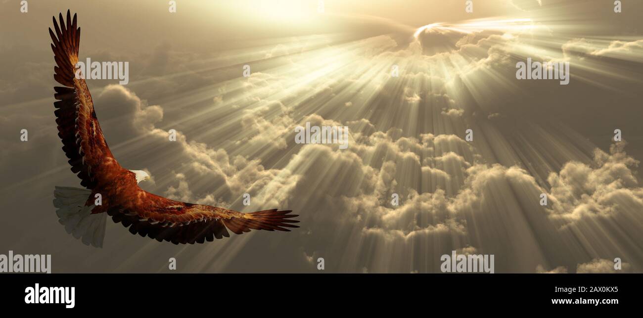 American bald eagle at sunrise hi-res stock photography and images - Alamy