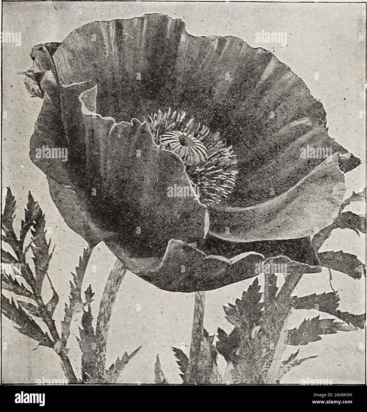 White poppy 1920 hi-res stock photography and images - Alamy