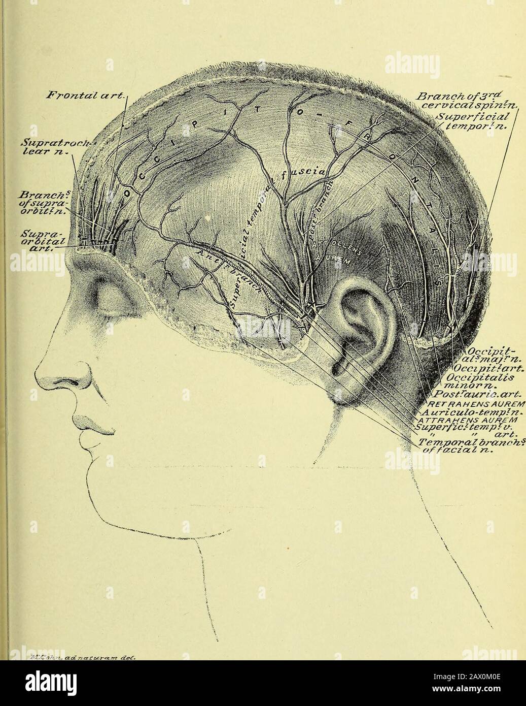 Practical human anatomy [electronic resource] : a working-guide for ...