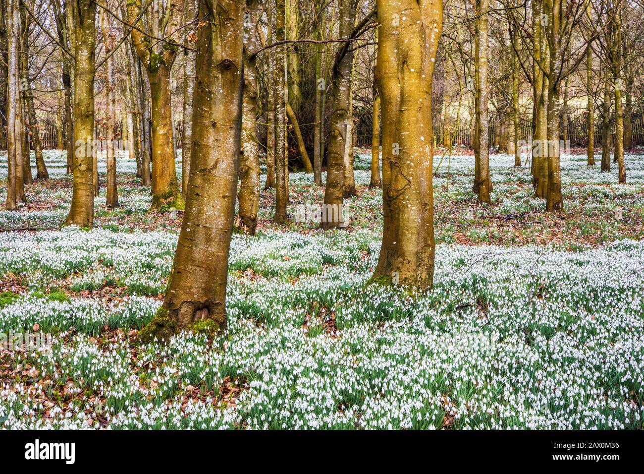English snowdrops hi-res stock photography and images - Alamy