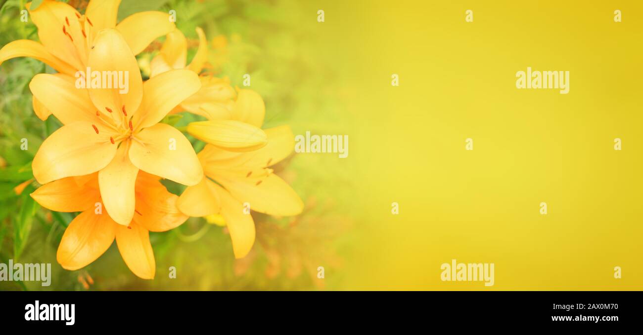Lawn lilly hi-res stock photography and images - Alamy