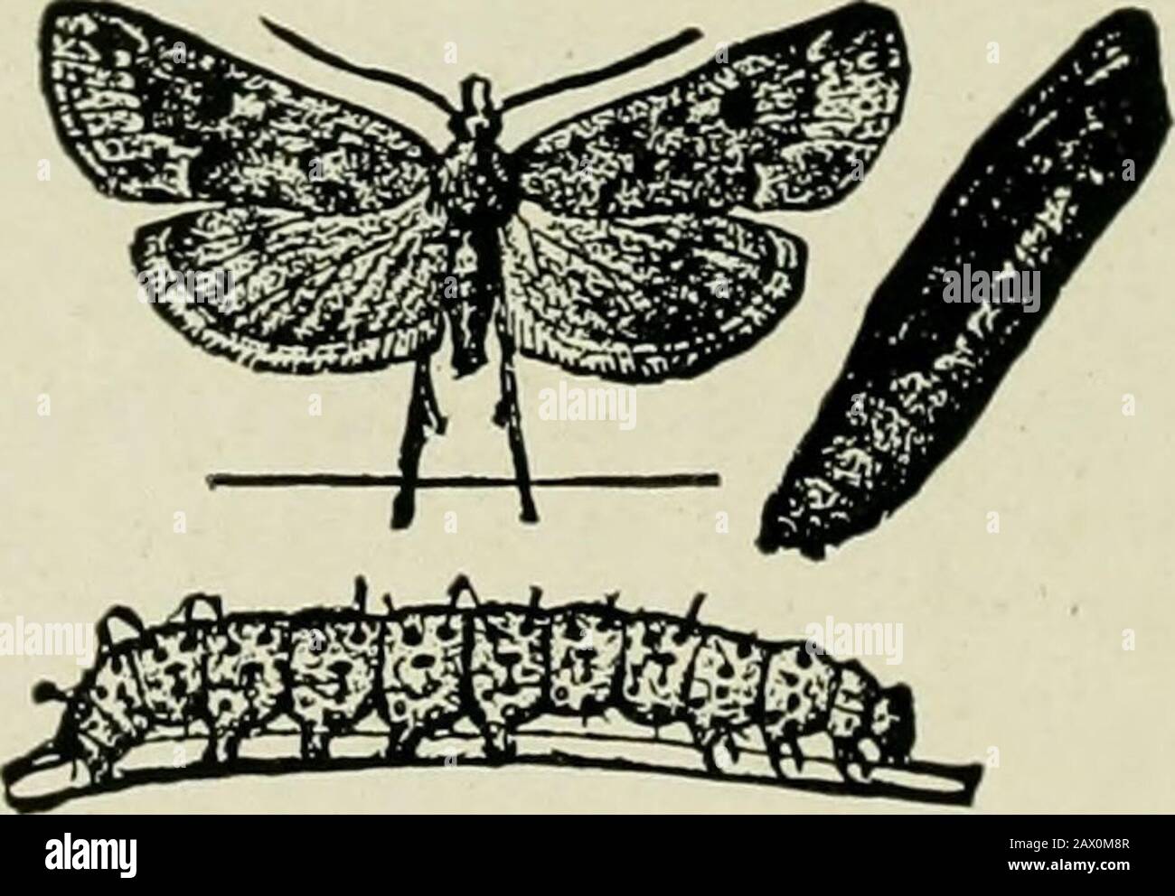 Infested crops hi-res stock photography and images - Alamy
