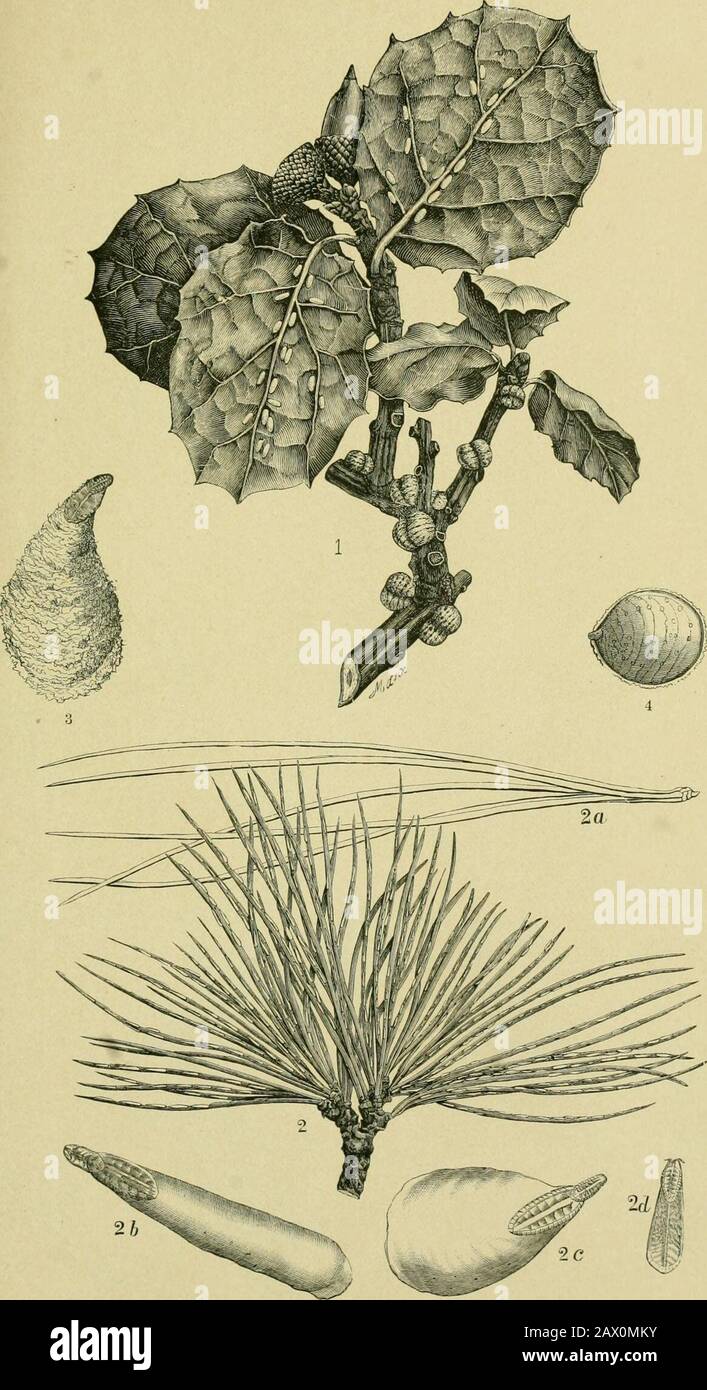 Kermes lice hi-res stock photography and images - Alamy