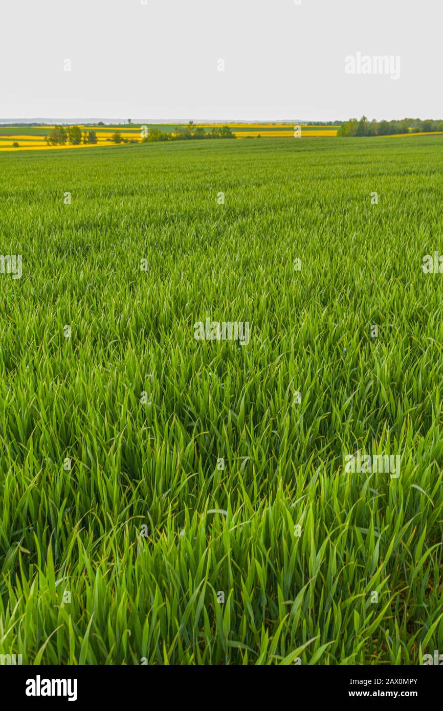 Agricultural Growth -Various Fields - Agriculture Farming Field Stock ...