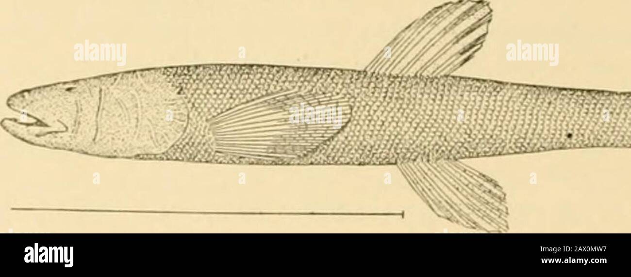 Swamp Fish Species