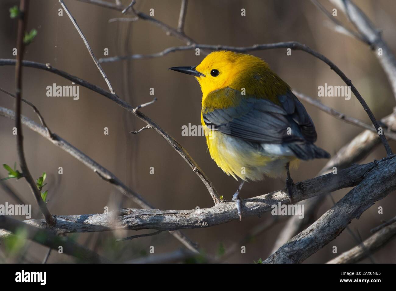 Prothonotary warbler during spring migration Stock Photo - Alamy