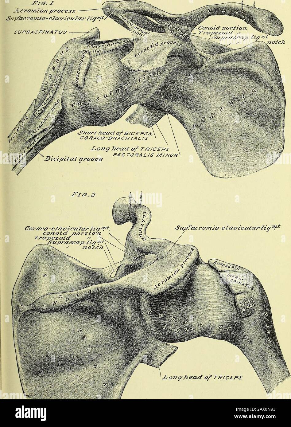 Practical human anatomy [electronic resource] : a working-guide for ...