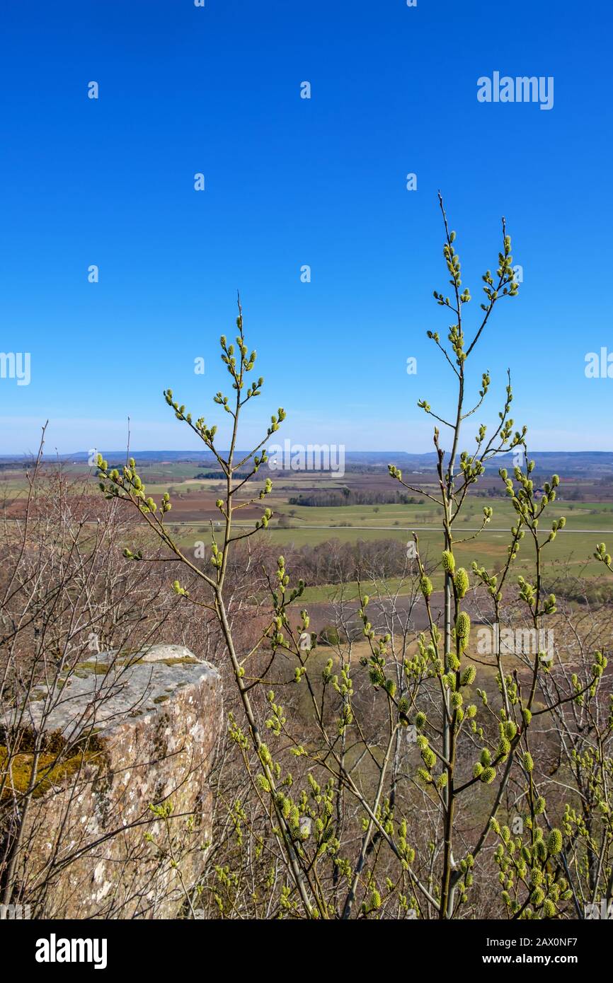Leafing tree branches hi-res stock photography and images - Alamy
