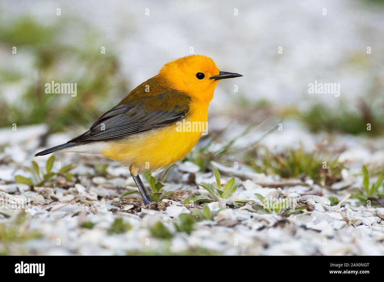 Prothonotary warbler during spring migration Stock Photo - Alamy