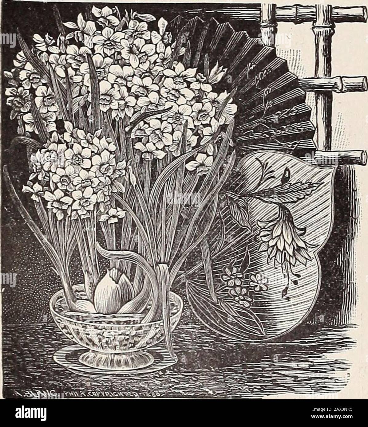 Tiger cox hi-res stock photography and images - Alamy