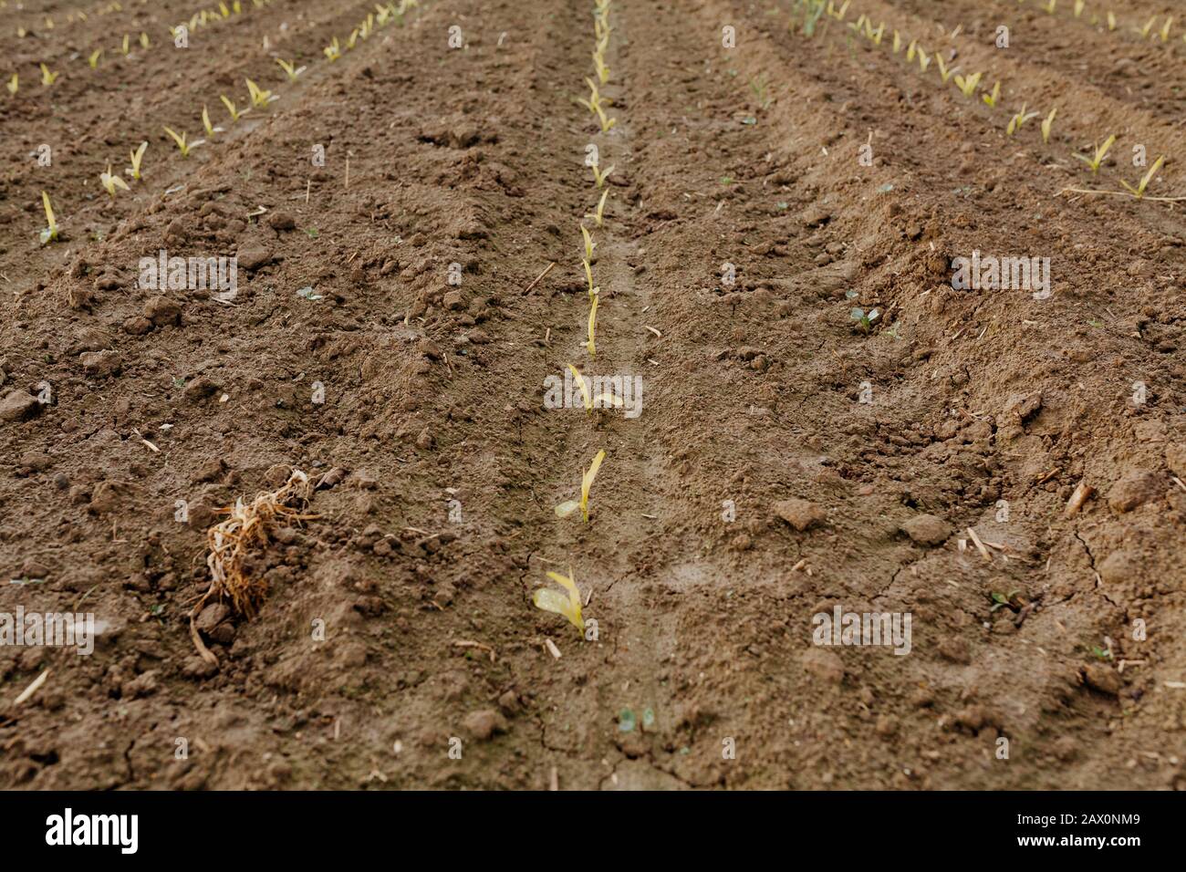 Agricultural Growth -Various Fields - Agriculture Farming Field Stock ...