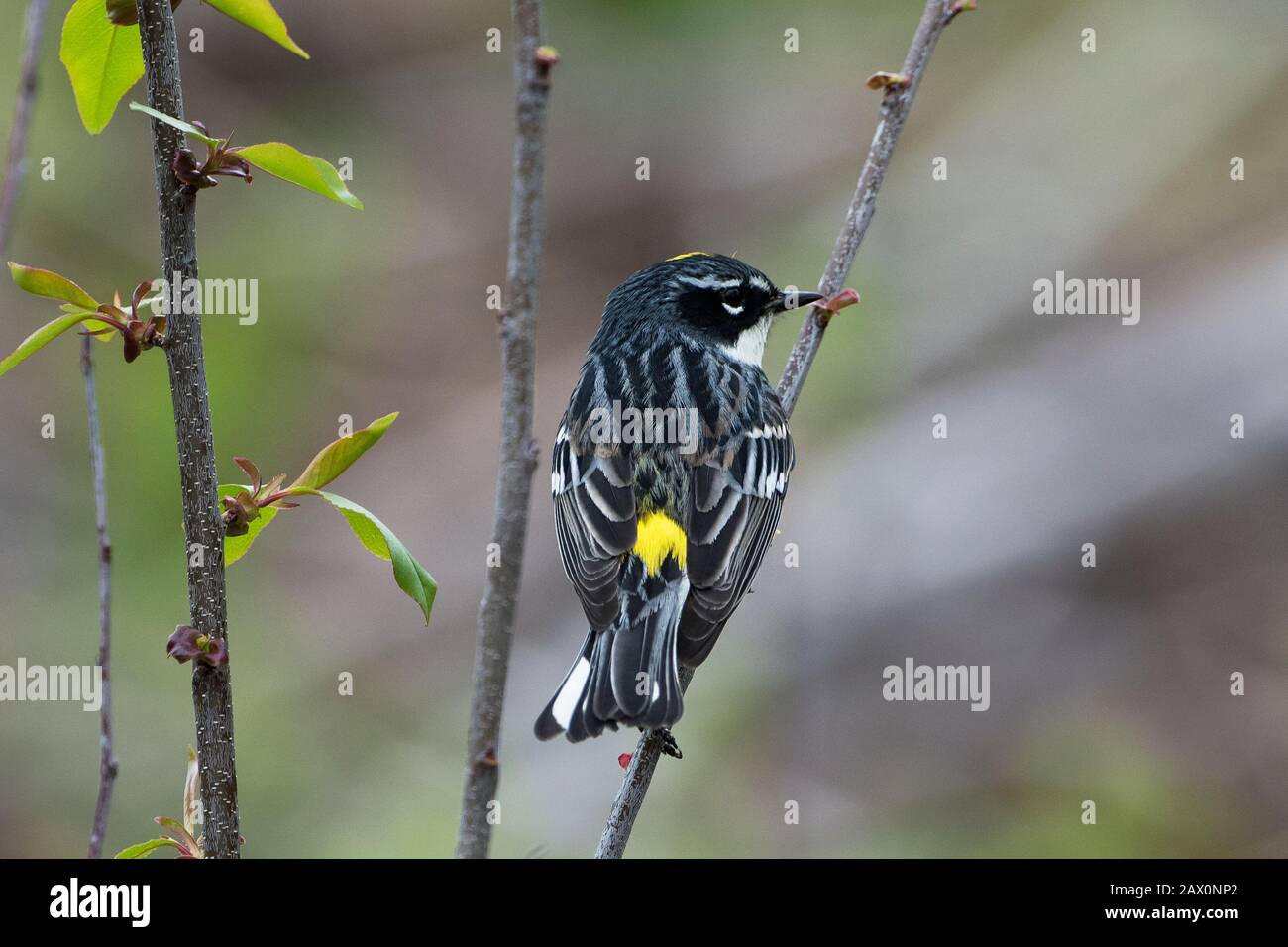 Yellow rumped warbler during spring migration Stock Photo - Alamy