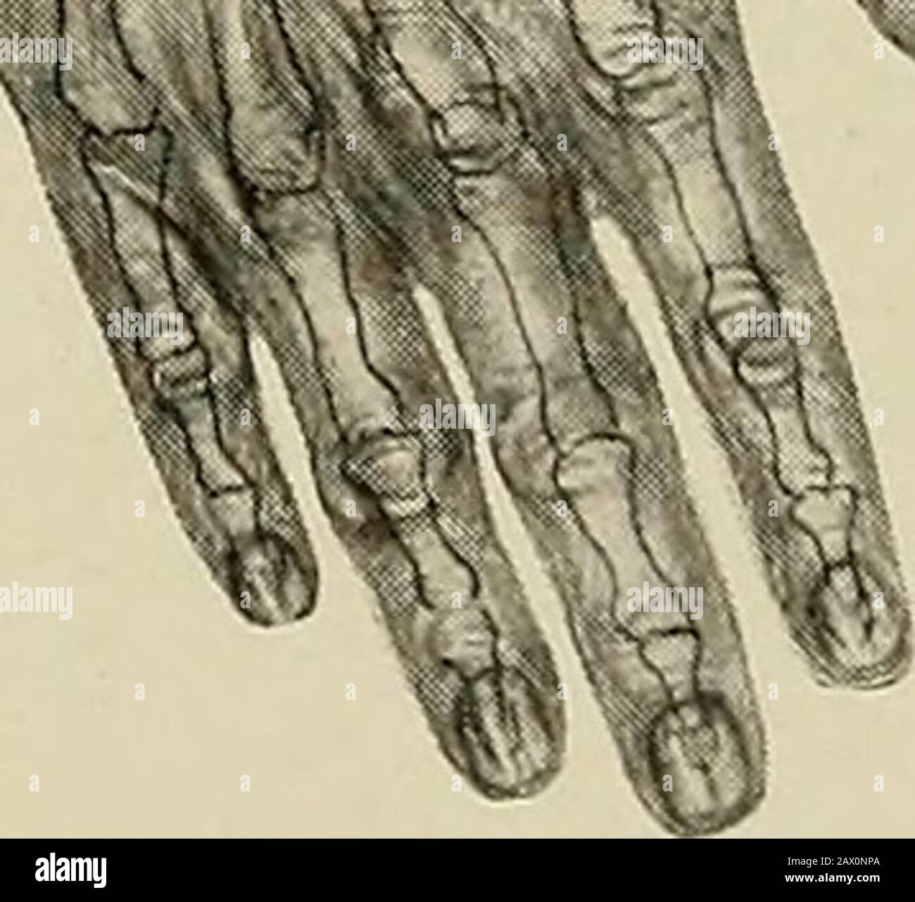 The BNA arranged as an outline of regional and systematic anatomy ...