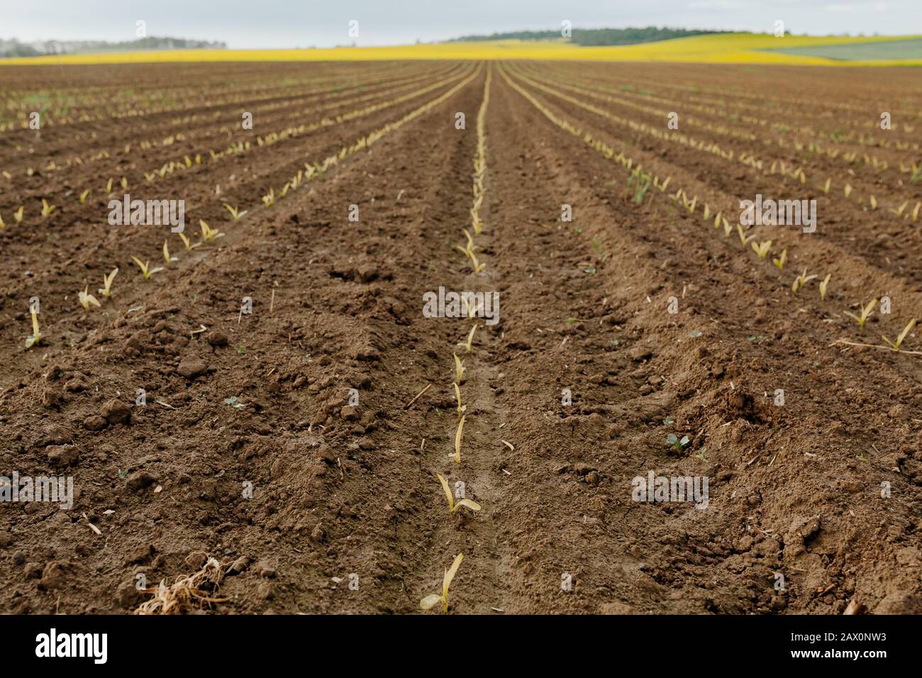 Agricultural Growth -Various Fields - Agriculture Farming Field Stock ...