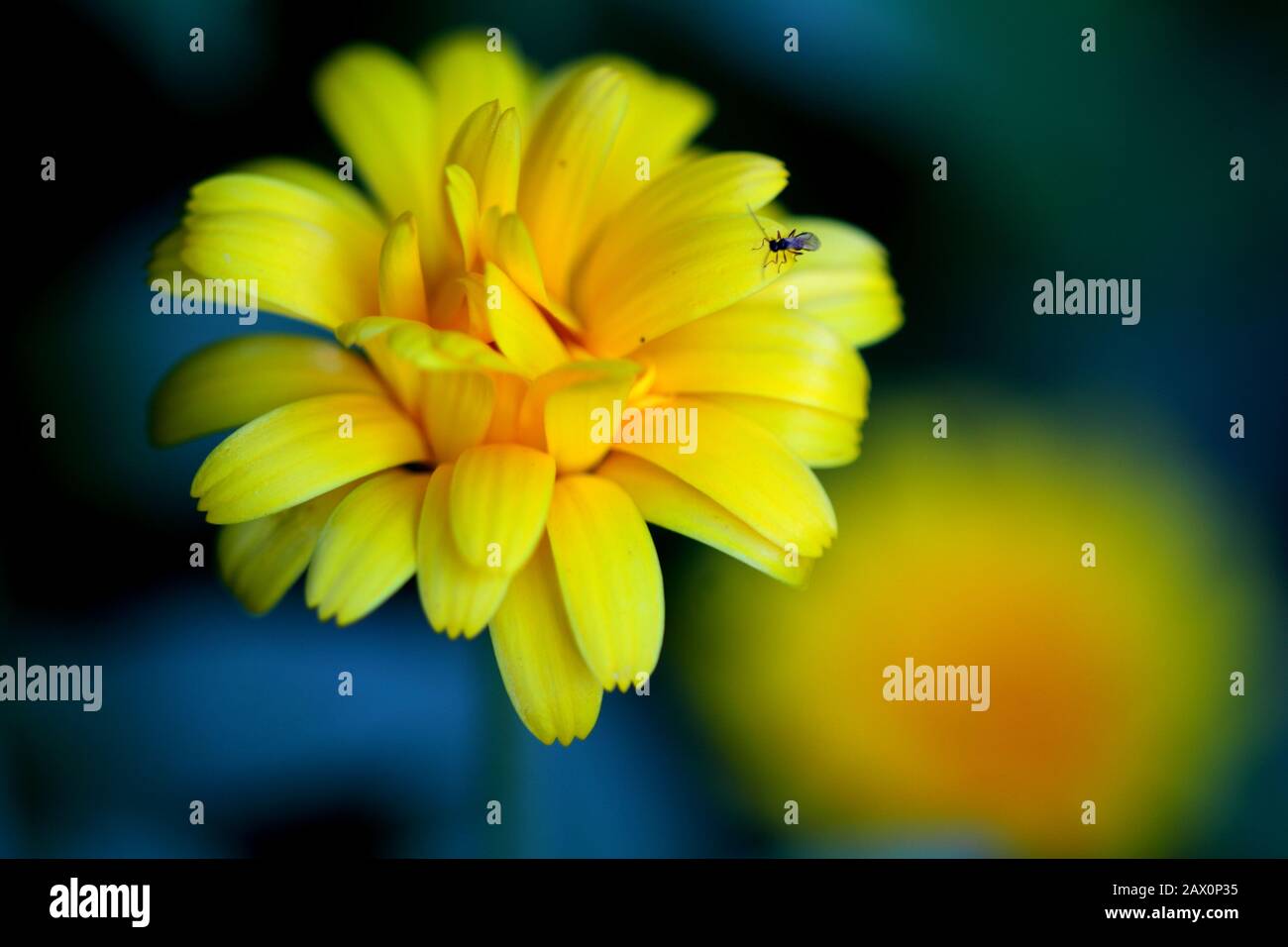 Pantone blue flowers hi-res stock photography and images - Alamy
