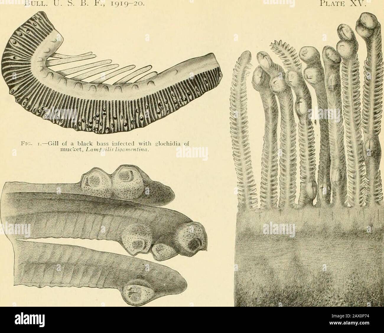 Natural history and propagation of fresh-water mussels . V iiTJLiVI 11 ...