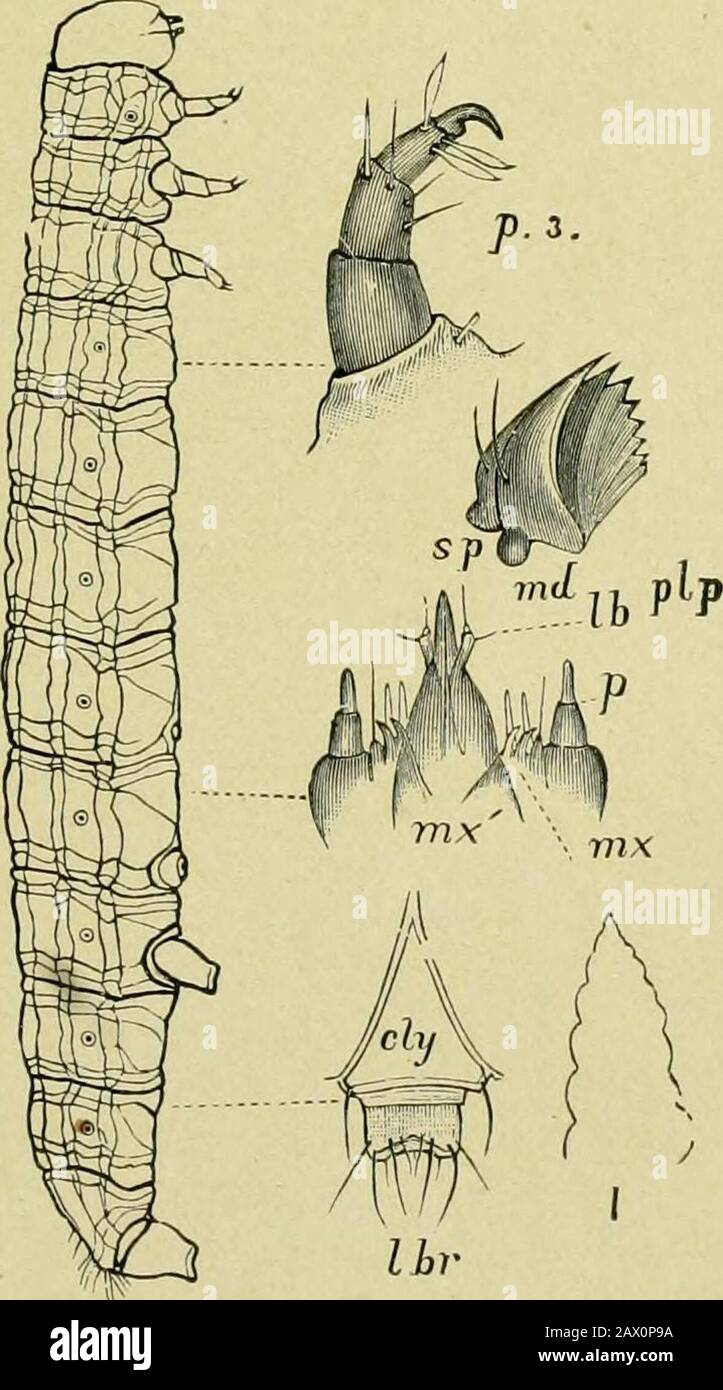 Fifth report of the United States Entomological Commission, being a ...