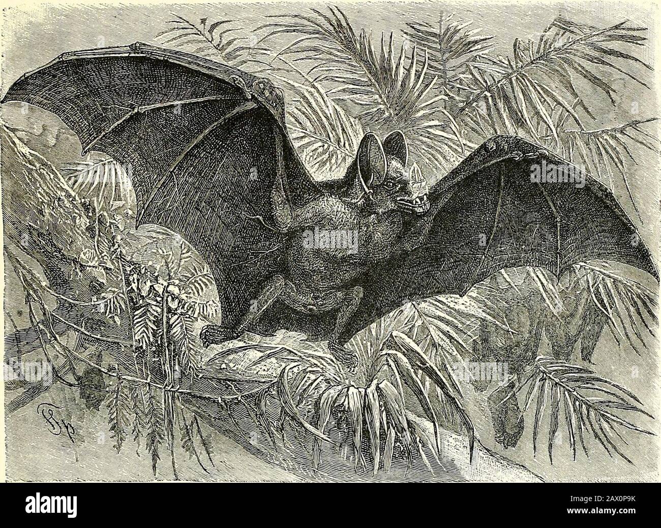 Bat man wings hi-res stock photography and images - Alamy