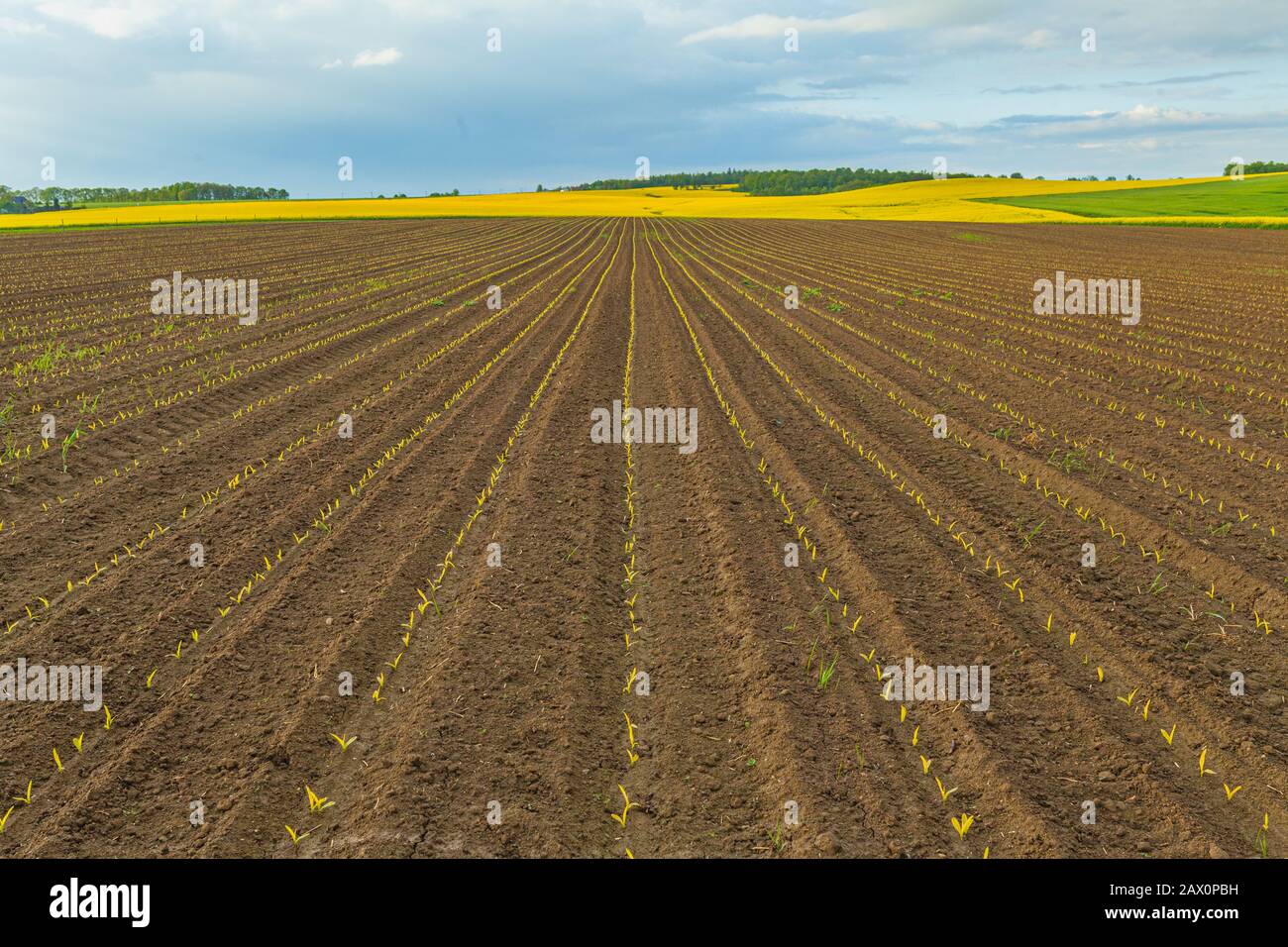 Agricultural Growth -Various Fields - Agriculture Farming Field Stock ...