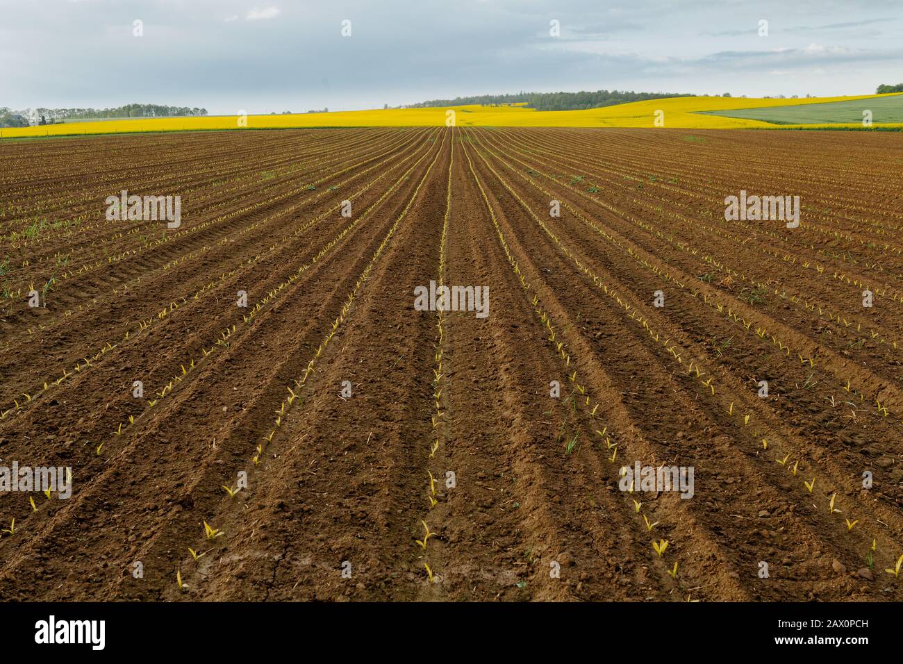 Agricultural Growth -Various Fields - Agriculture Farming Field Stock ...