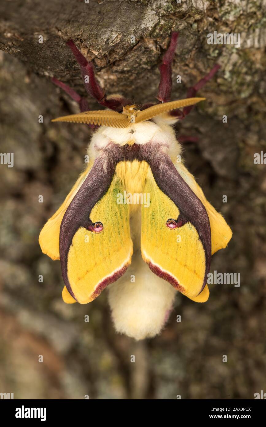 Hatching male Luna moth on Black Walnut tree. Moth is yellow and turns ...