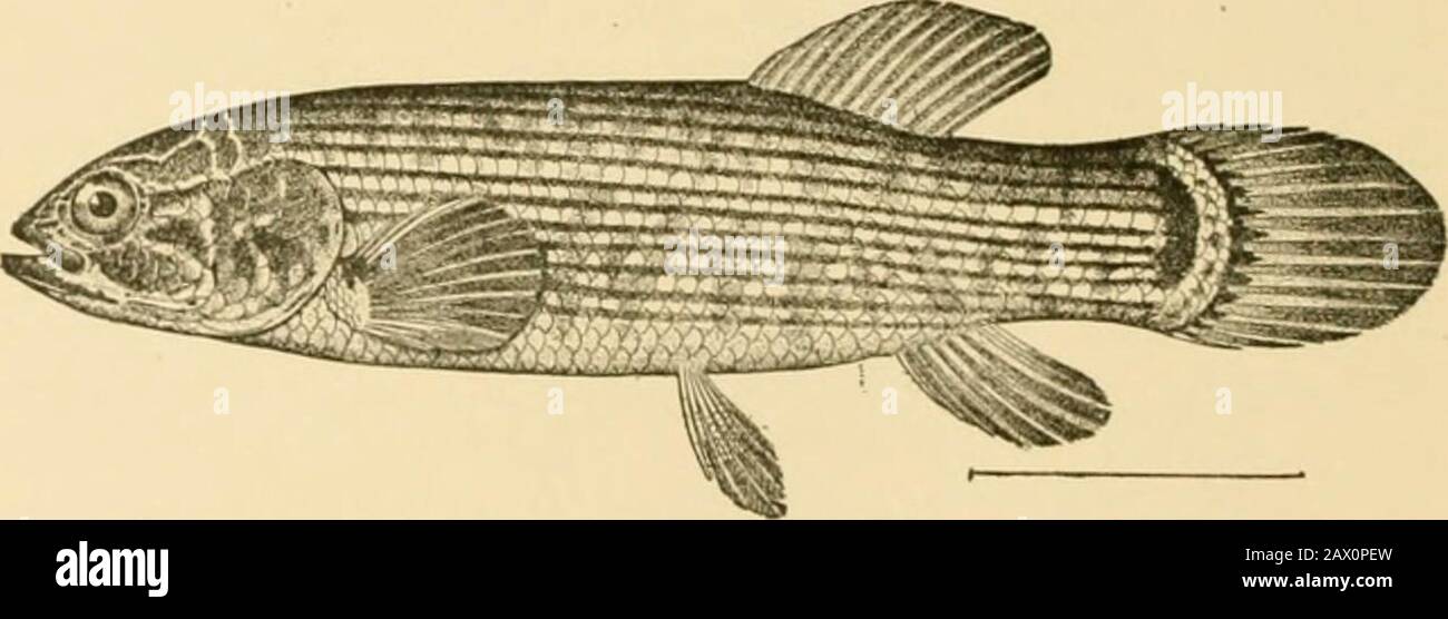 Three way scales hi-res stock photography and images - Alamy