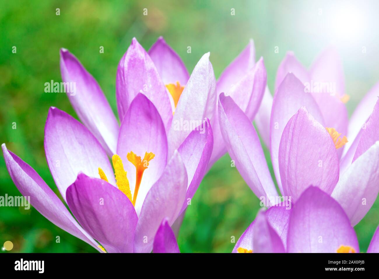 Beautiful first purple crocus spring flowers in bright sunlight, the ...