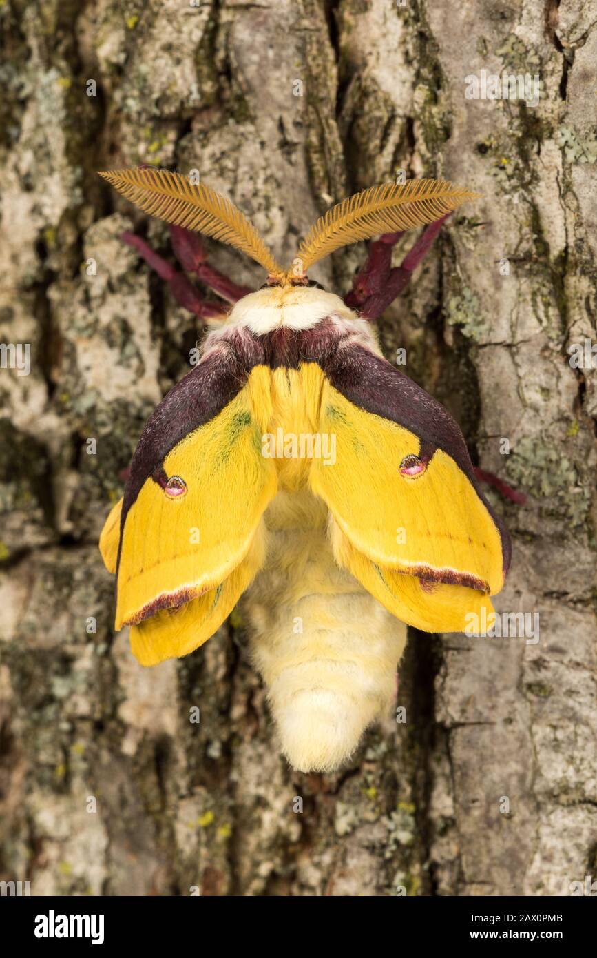 Hatching male Luna moth on Black Walnut tree. Moth is yellow and turns ...