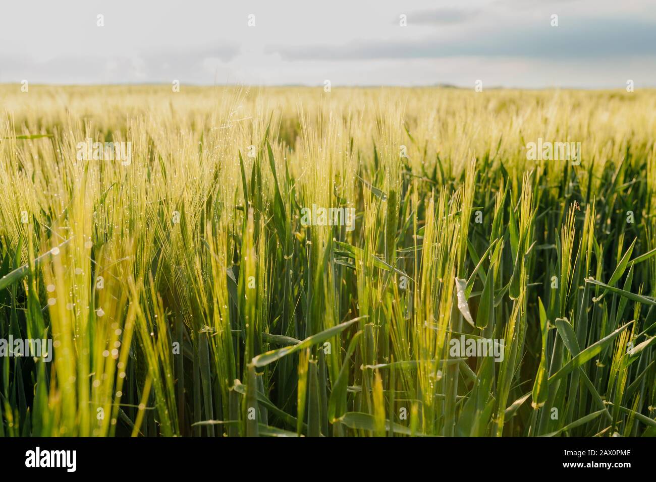 Agricultural Growth -Various Fields - Agriculture Farming Field Stock ...