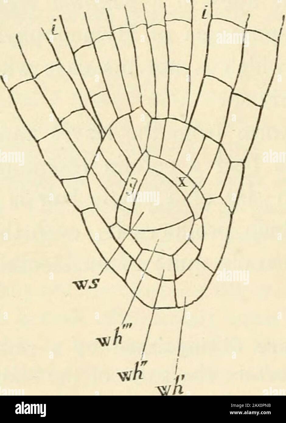 Text-book of botany, morphological and physiological . hological ...