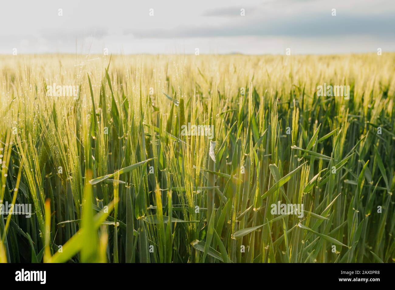 Agricultural Growth -Various Fields - Agriculture Farming Field Stock ...