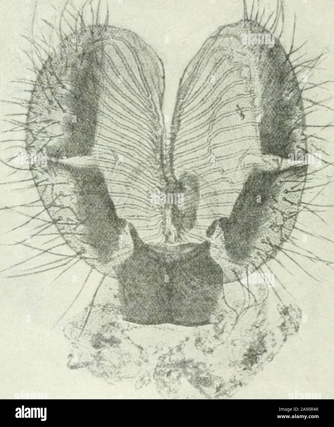Economic entomology for the farmer and fruit-grower : and for use as a ...