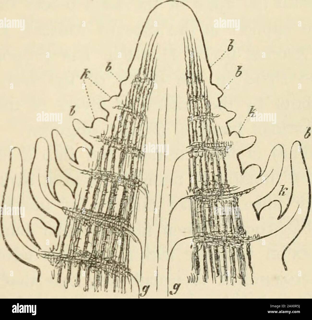 Apical cell hi-res stock photography and images - Alamy