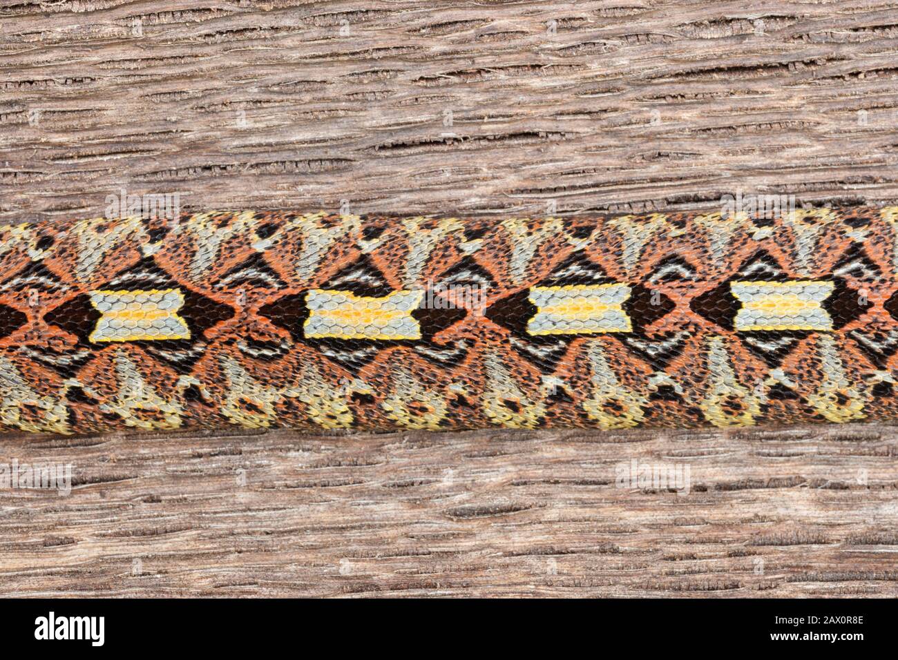 Rhinoceros viper (bitis nasicornis) hi-res stock photography and images ...