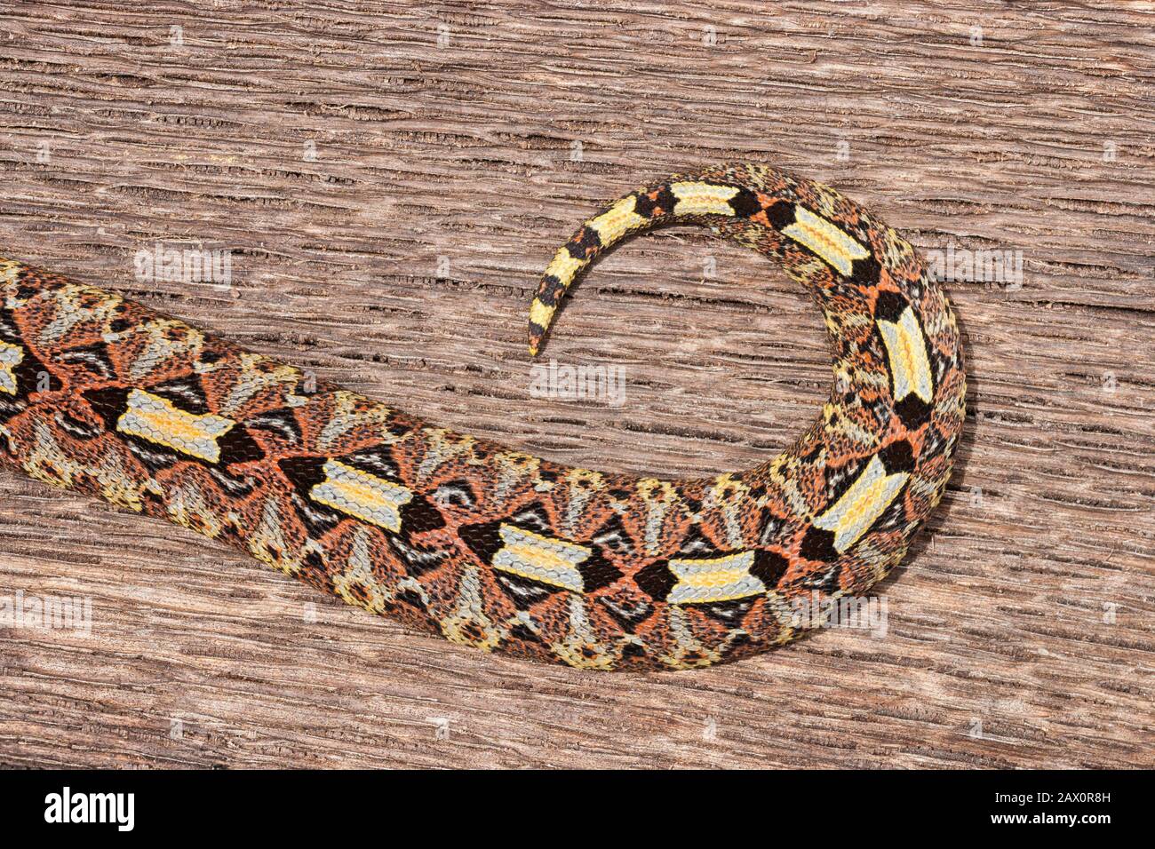 Rhinoceros Viper (bitis Nasicornis) High Resolution Stock Photography ...