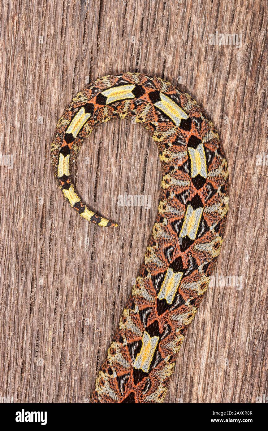 Rhinoceros viper (bitis nasicornis) hi-res stock photography and images ...