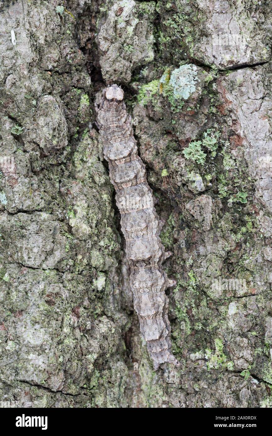 Ilia Underwing Moth (Catocala ilia) Larvae rests, camouflaged on bark ...
