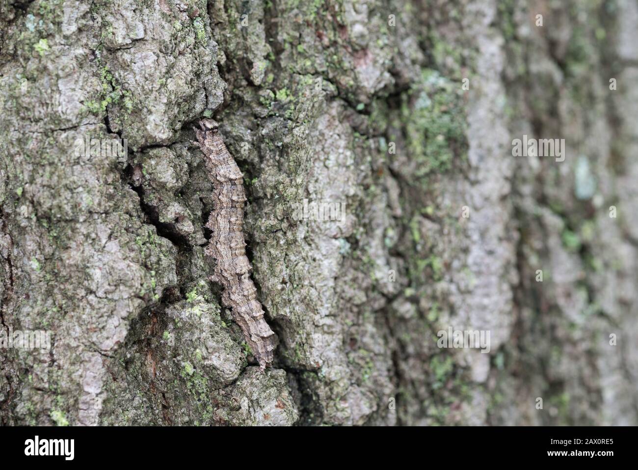 Ilia Underwing Moth (Catocala ilia) Larvae rests, camouflaged on bark ...