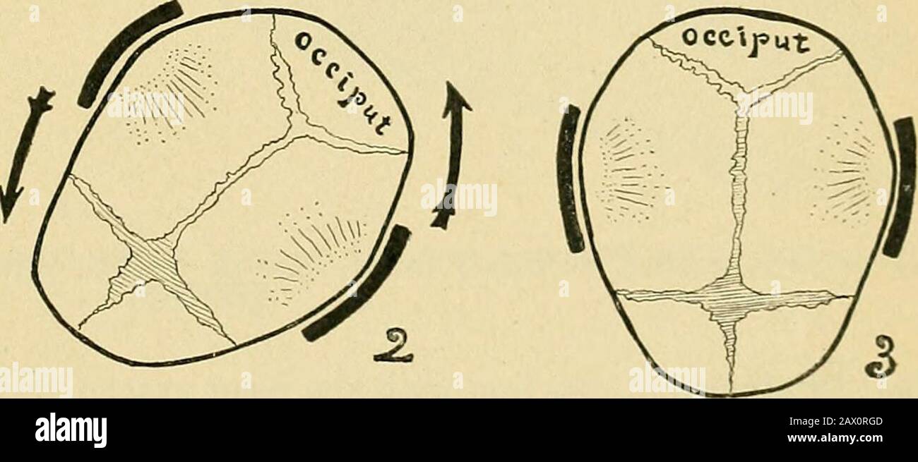 The practice of obstetrics, designed for the use of students and ...