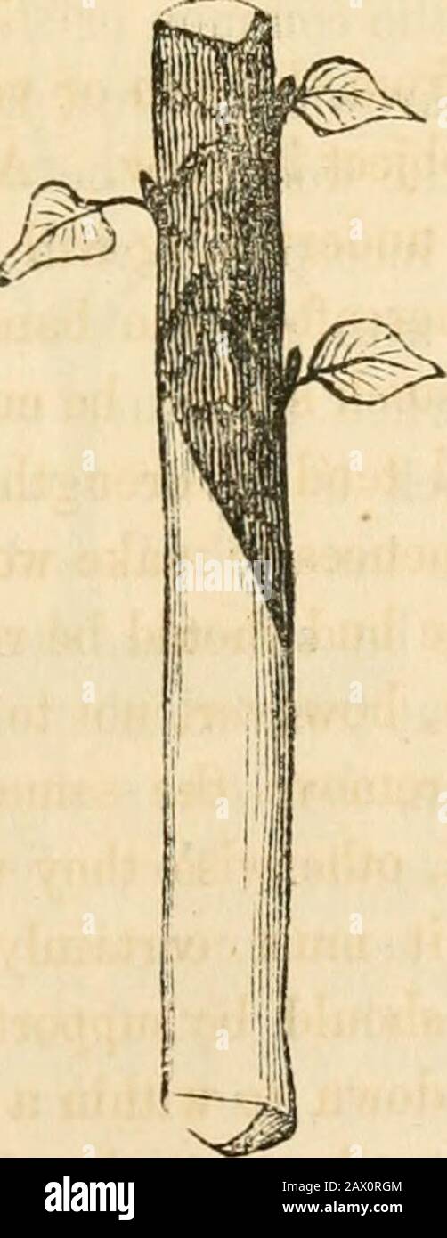 Different cultivation methods hi-res stock photography and images - Alamy