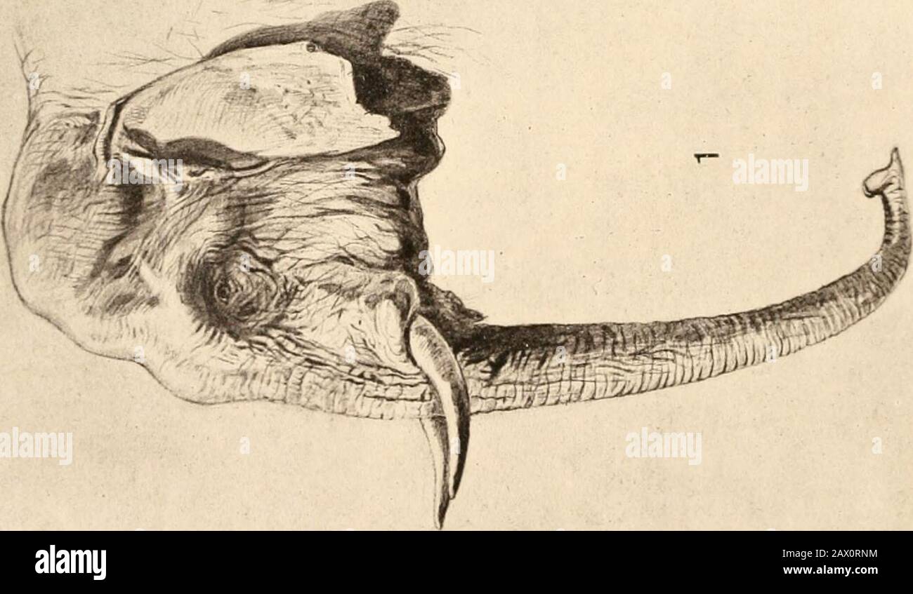 Murrain of beasts hi-res stock photography and images - Alamy