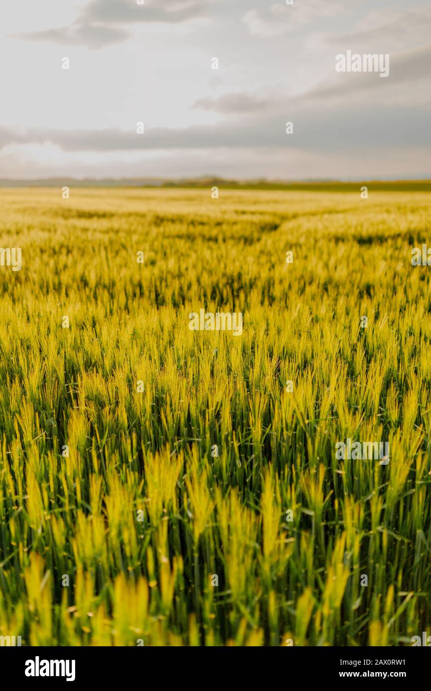 Agricultural Growth -Various Fields - Agriculture Farming Field Stock ...